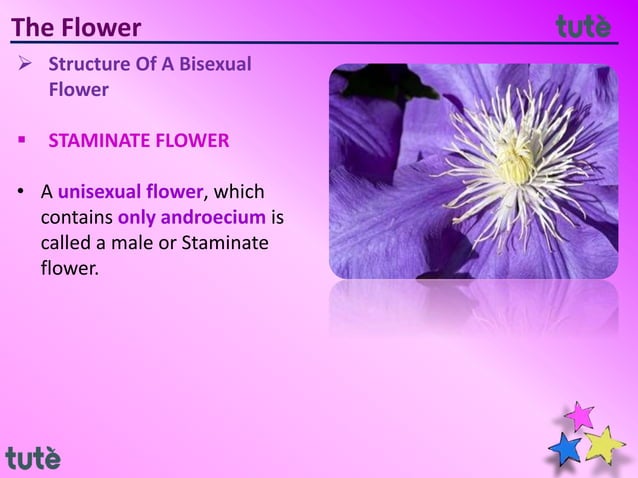 12th - the flower - biology | PPTX