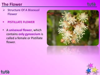12th - the flower - biology | PPTX