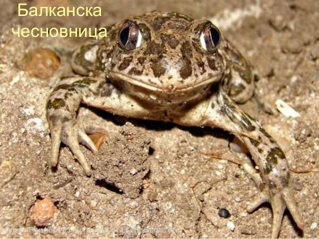 клас Земноводни