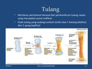 3. fisiologi sistem muskulo skeletal | PPT