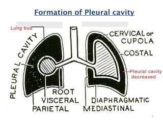 thorax pleura | PPT