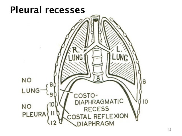 Lines Of Pleural Reflection