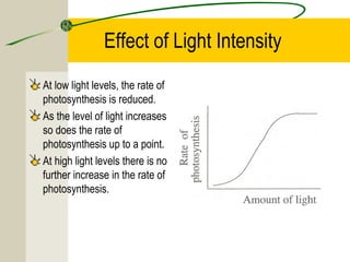 3.8 photosynthesis | PPT