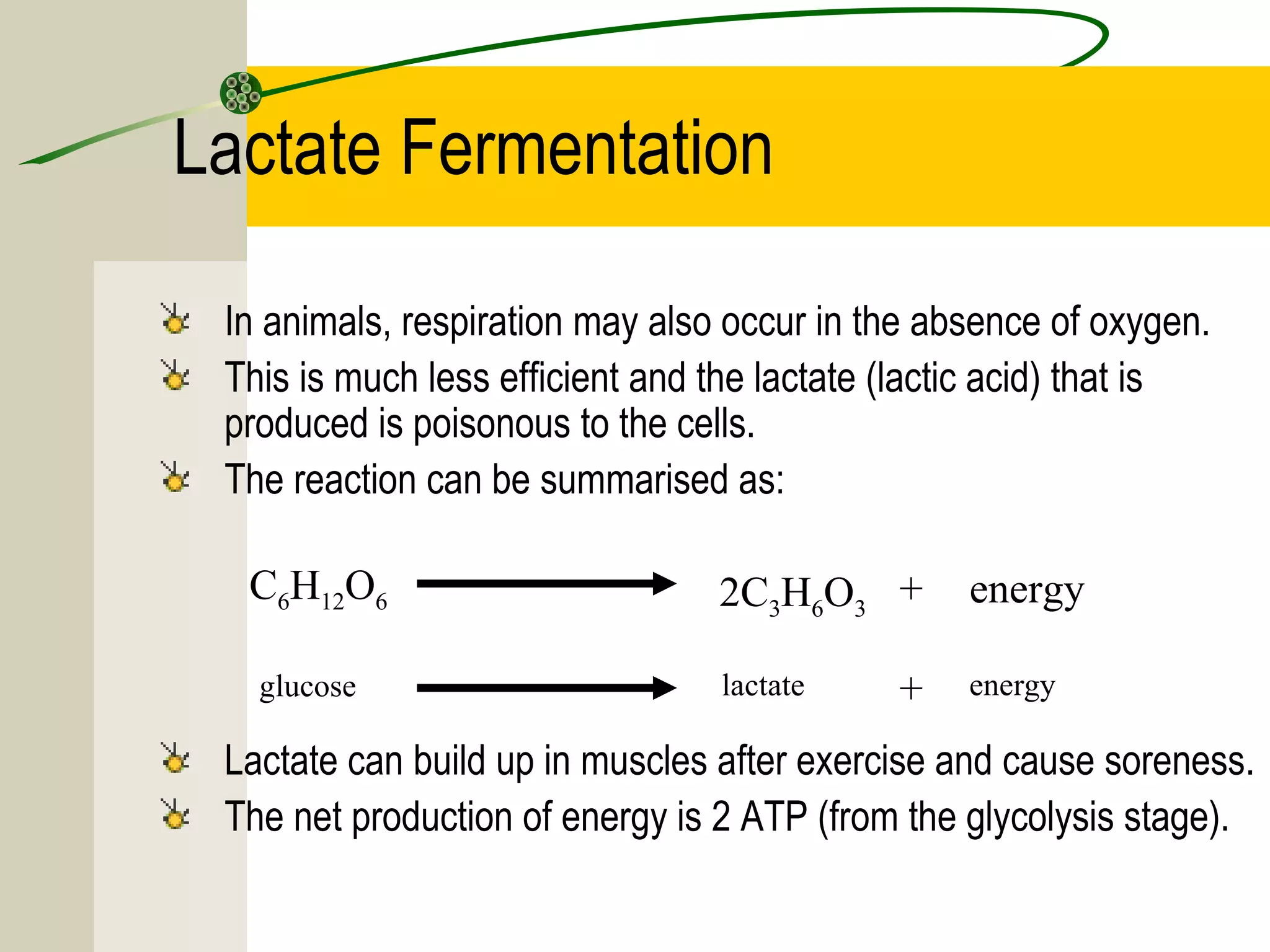 3.7 cell respiration | PPT
