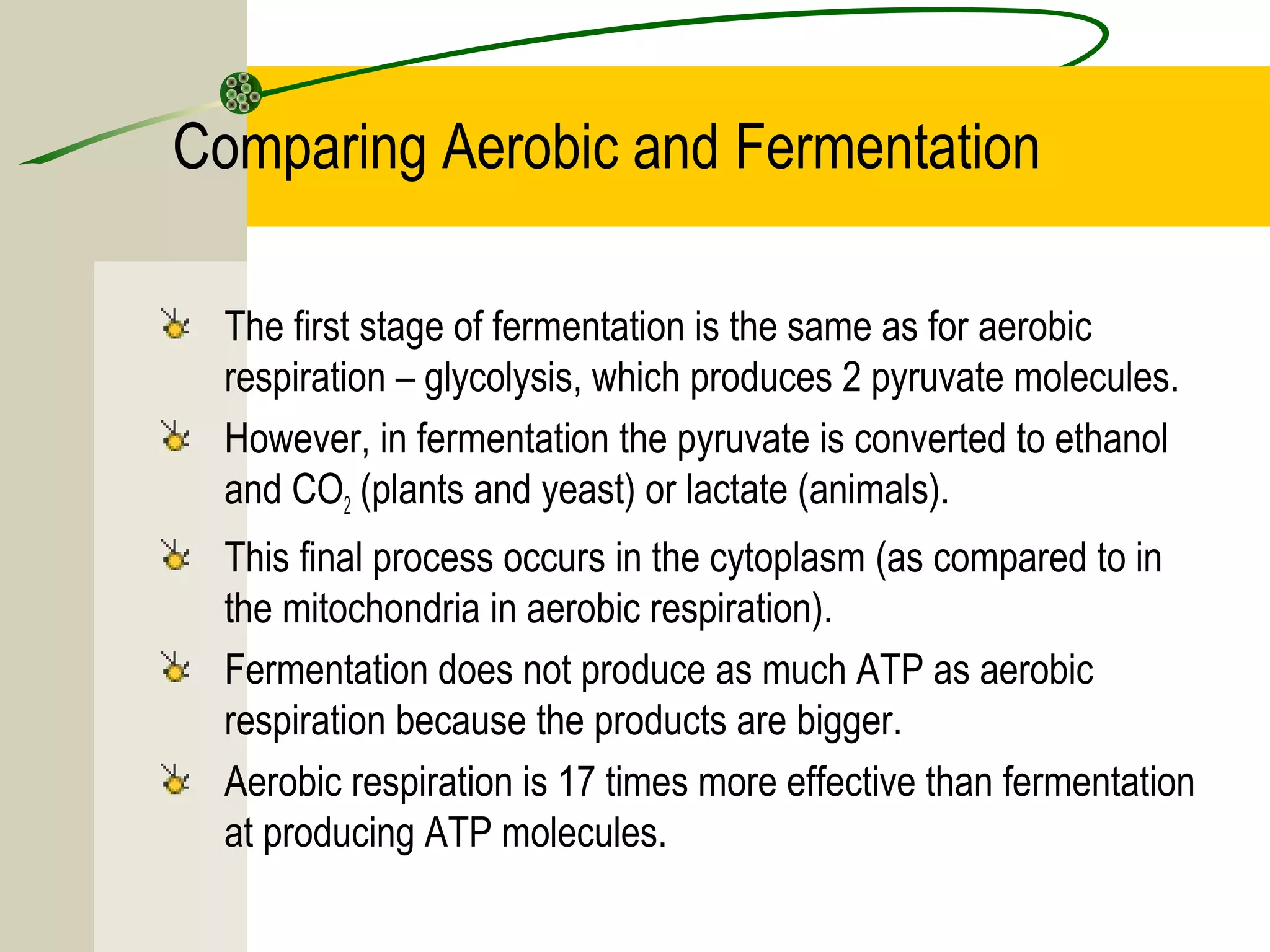 3.7 cell respiration | PPT