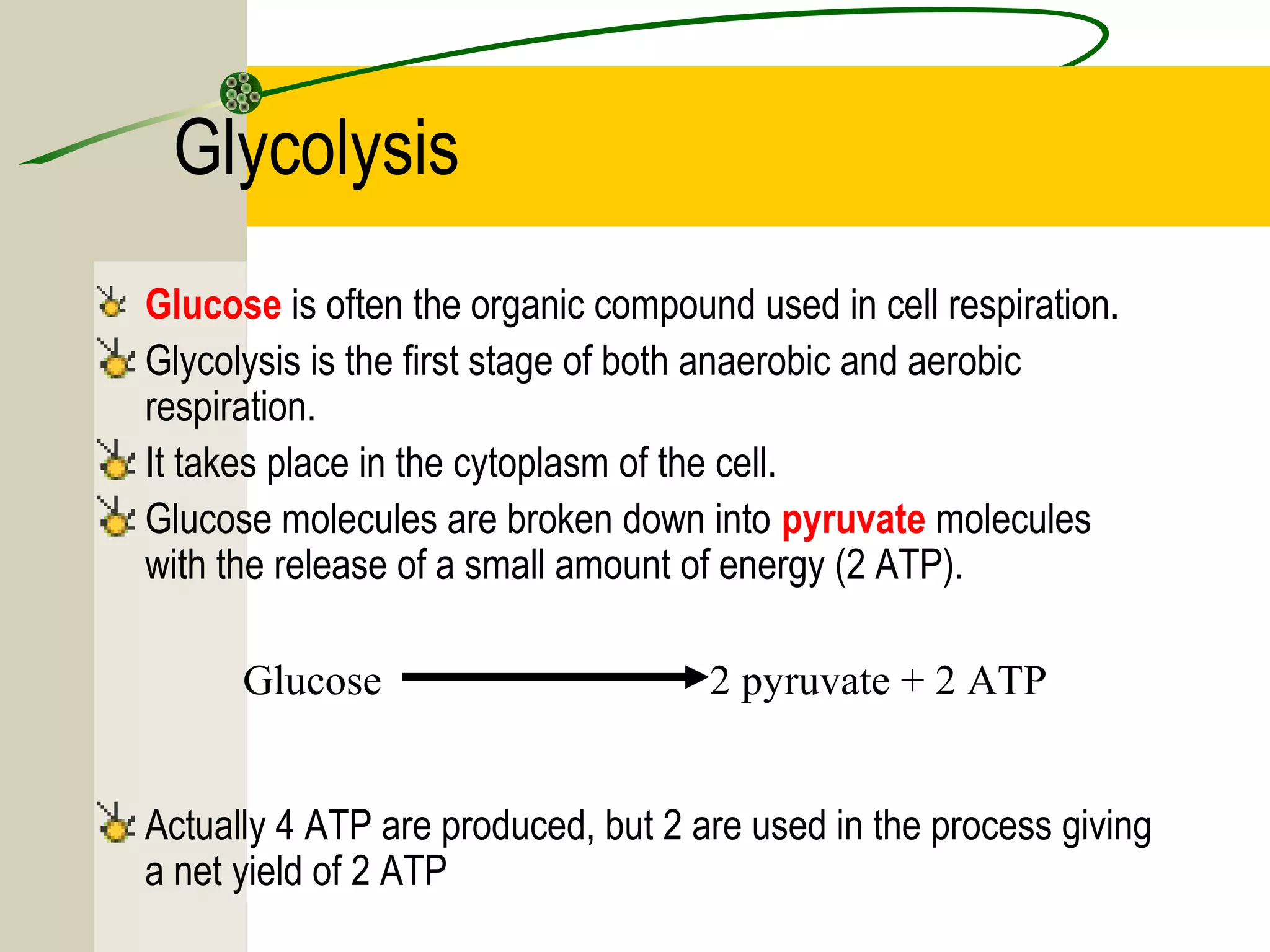 3.7 cell respiration | PPT