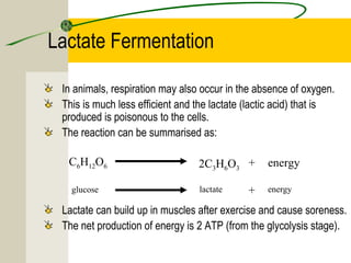 3.7 cell respiration | PPT