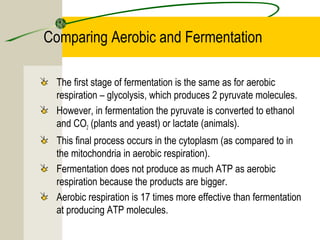3.7 cell respiration | PPT