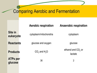3.7 cell respiration | PPT