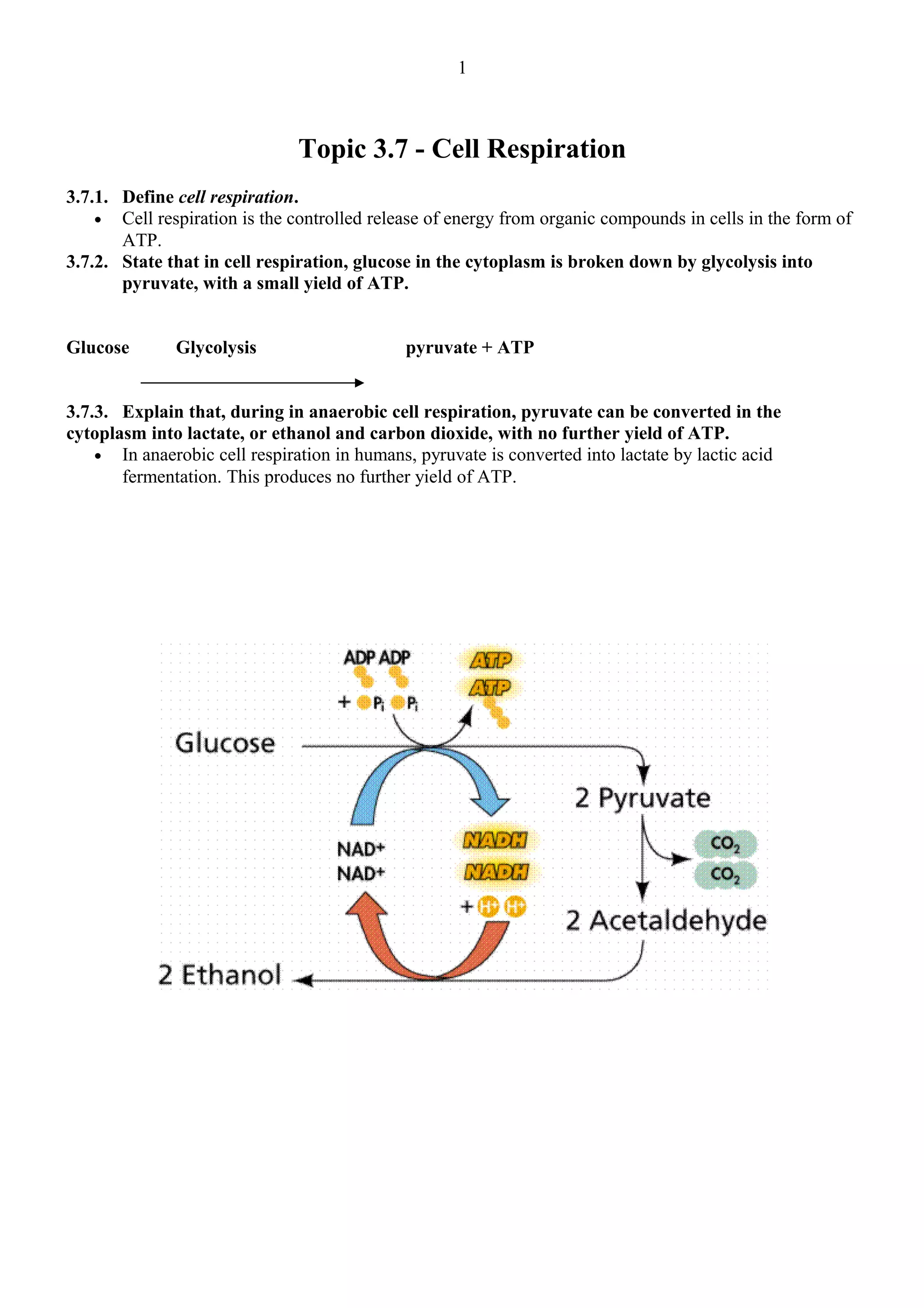 3.7 respiration notes | PDF