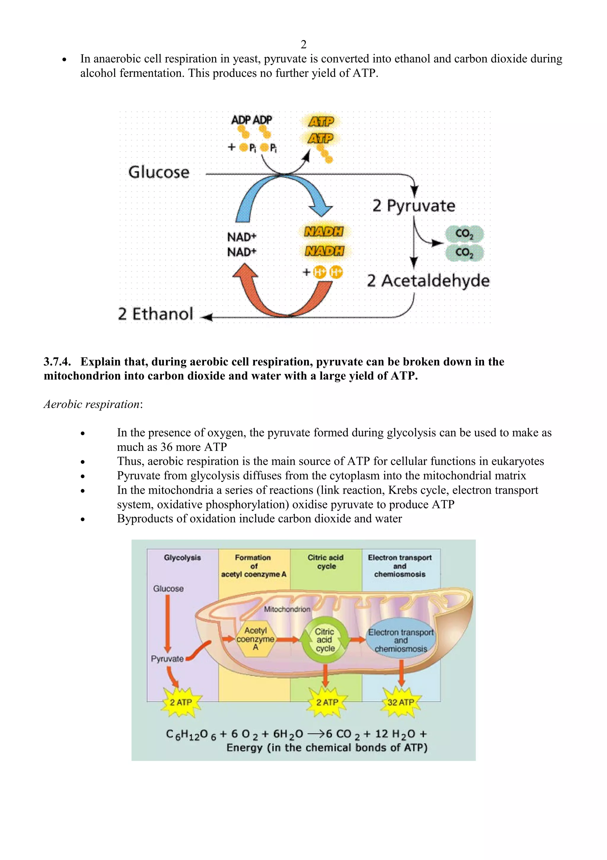 3.7 respiration notes | PDF
