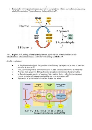 3.7 respiration notes | PDF