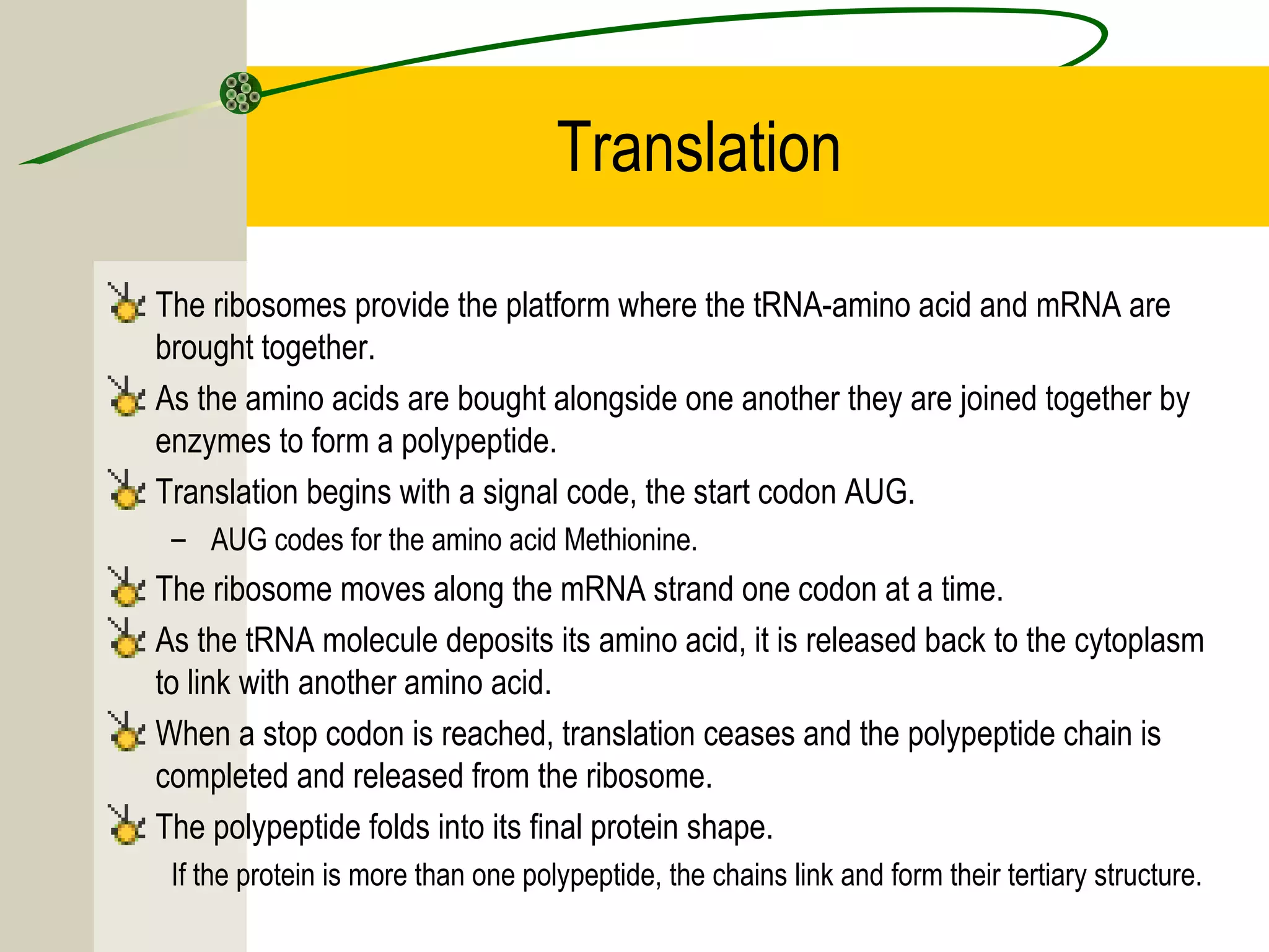 3.5 transcription & translation | PPT
