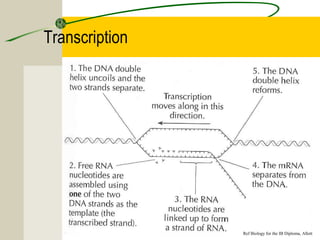 3.5 transcription & translation | PPT