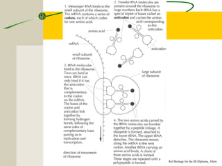 3.5 transcription & translation | PPT