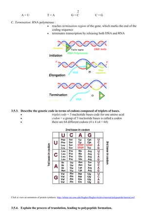 Transcription And Translation For Dummies