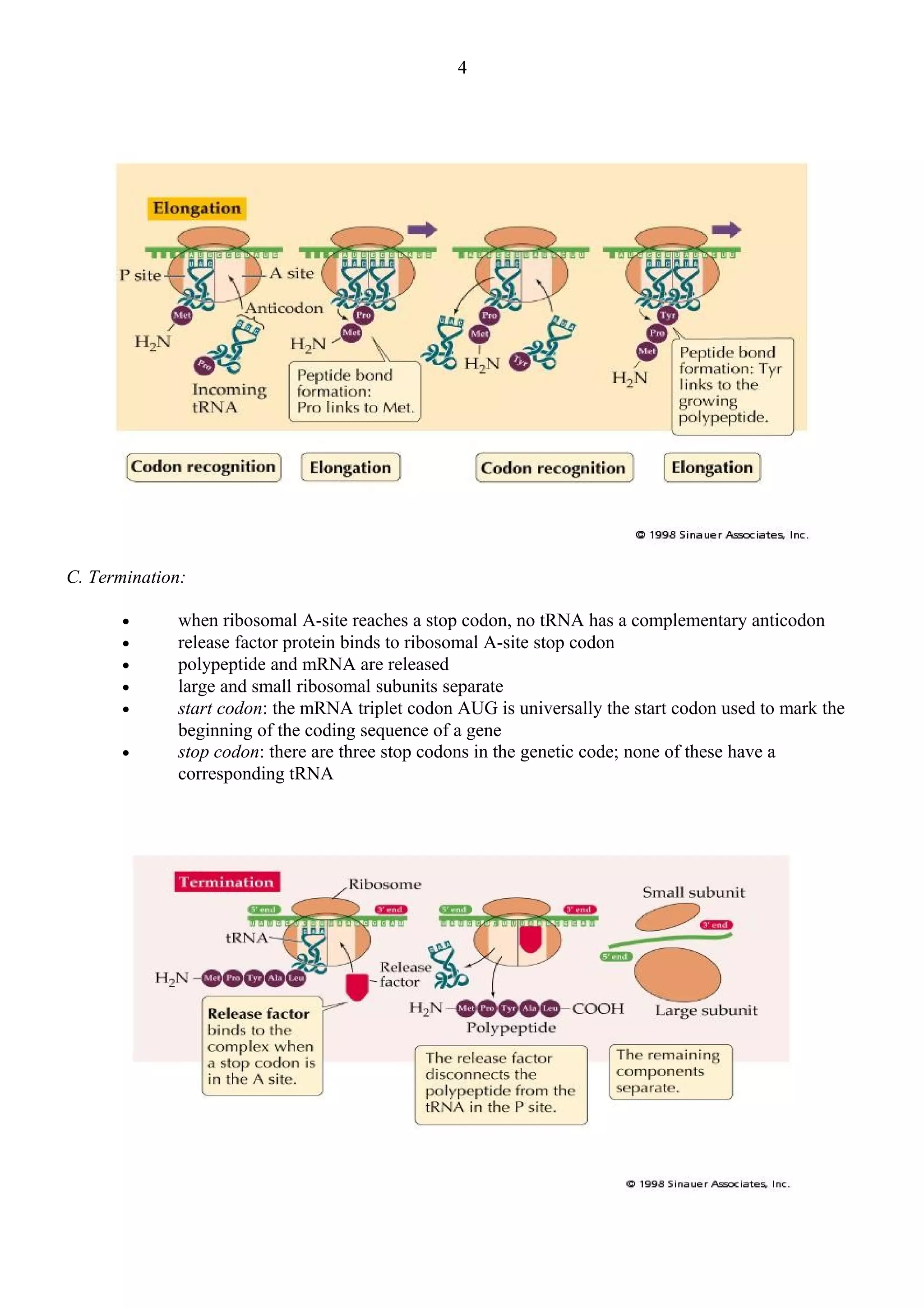 3.5 transcription & translation notes | DOC