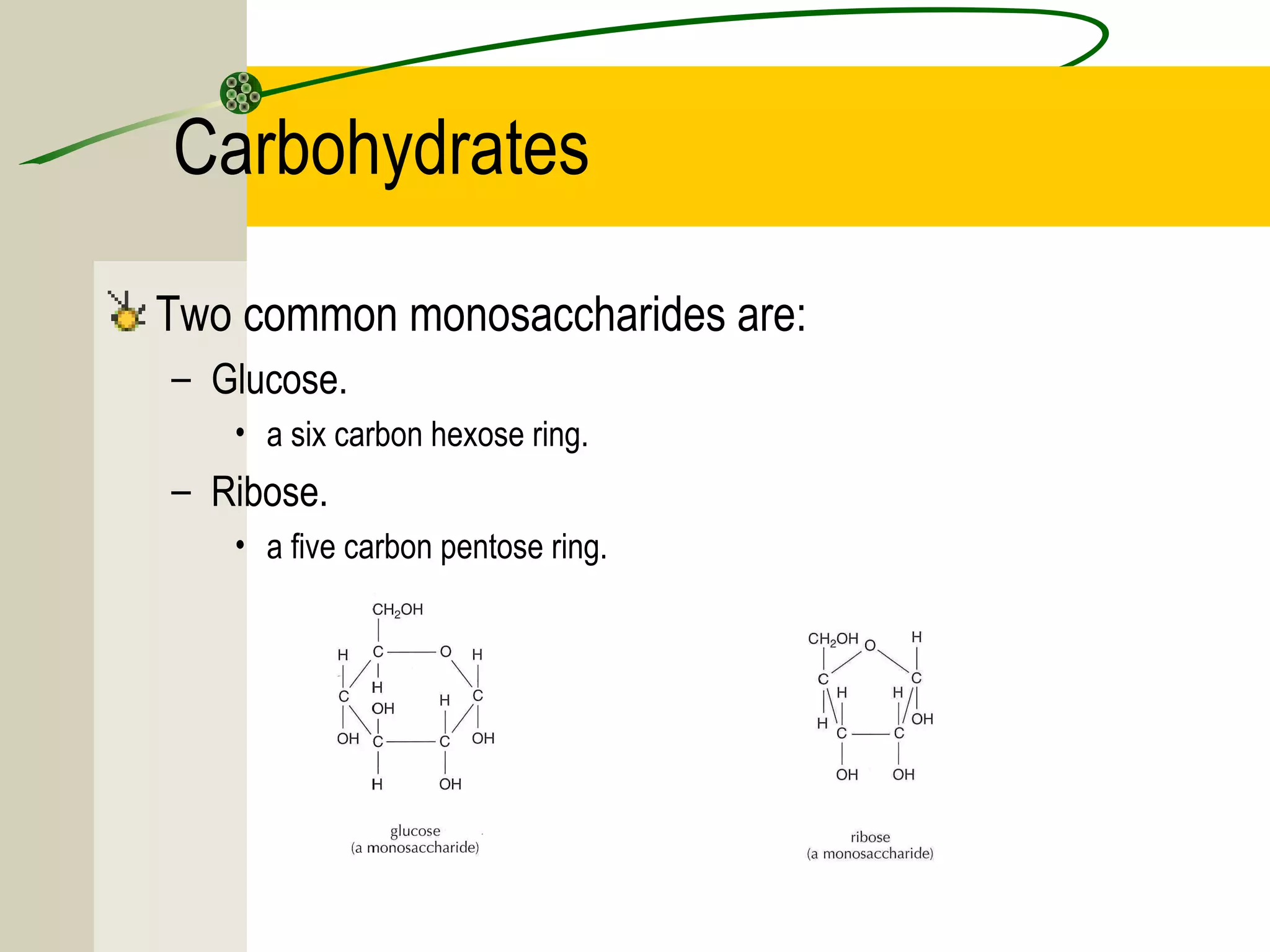 3.2 carbs, lipids & proteins | PPT