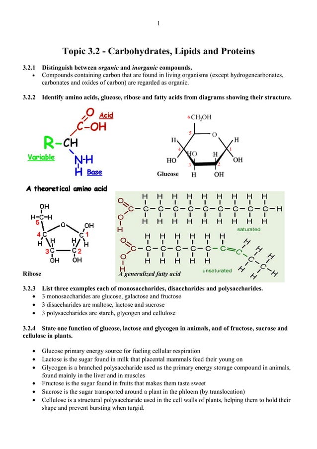 3.2 carbs, lipids & proteins notes | DOC | Chemistry | Science