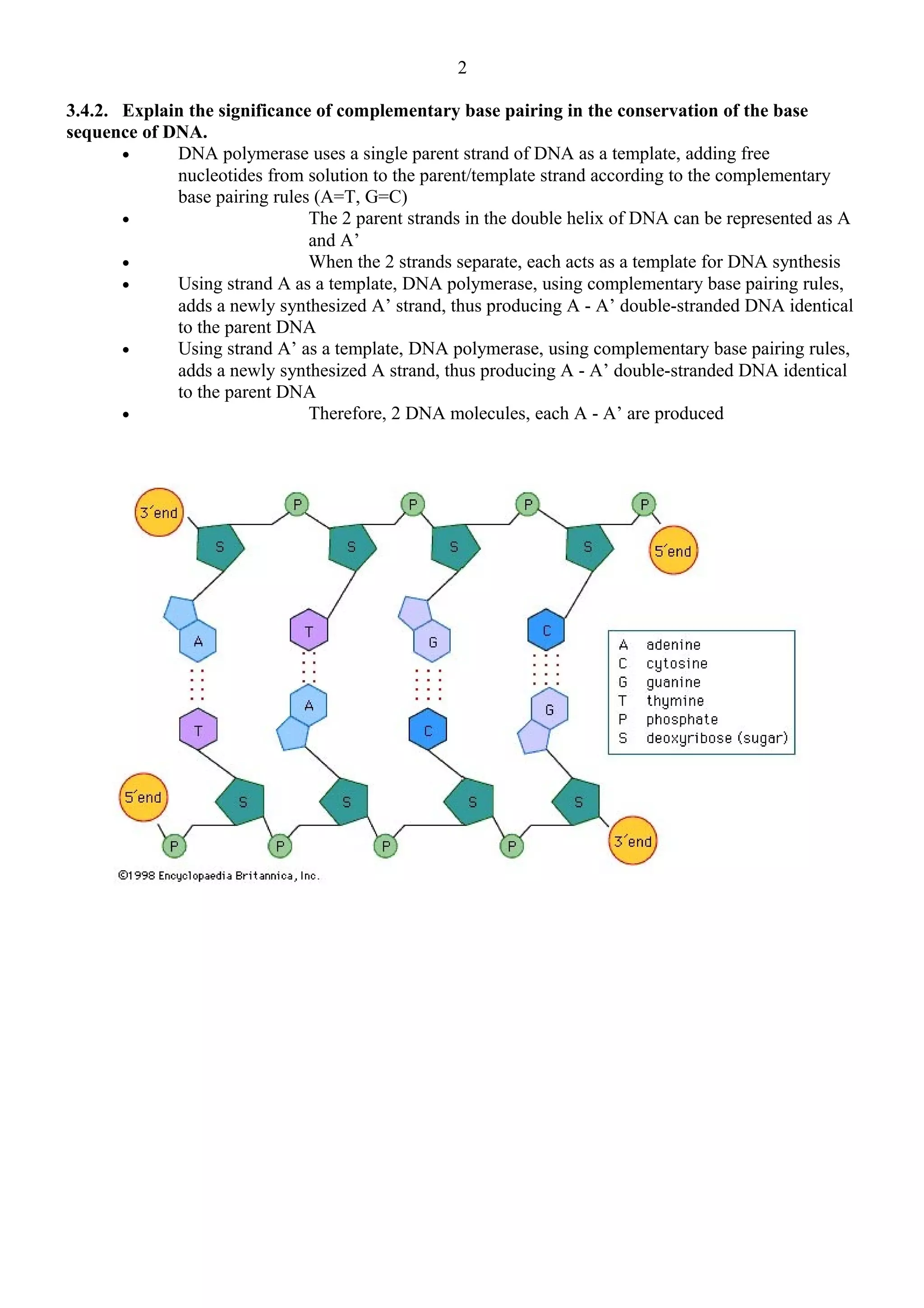 3.4 dna replication notes | DOC