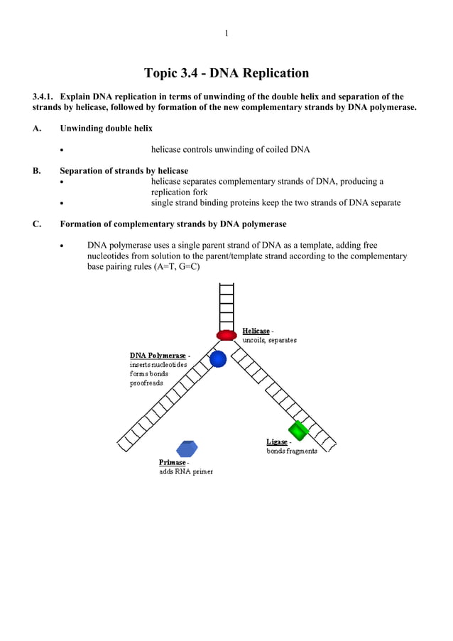 3.4 dna replication notes | DOC