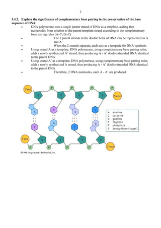 3.4 dna replication notes | DOC