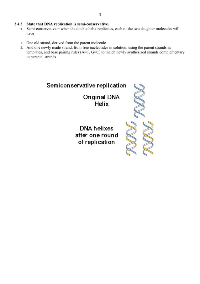 3.4 dna replication notes | PDF