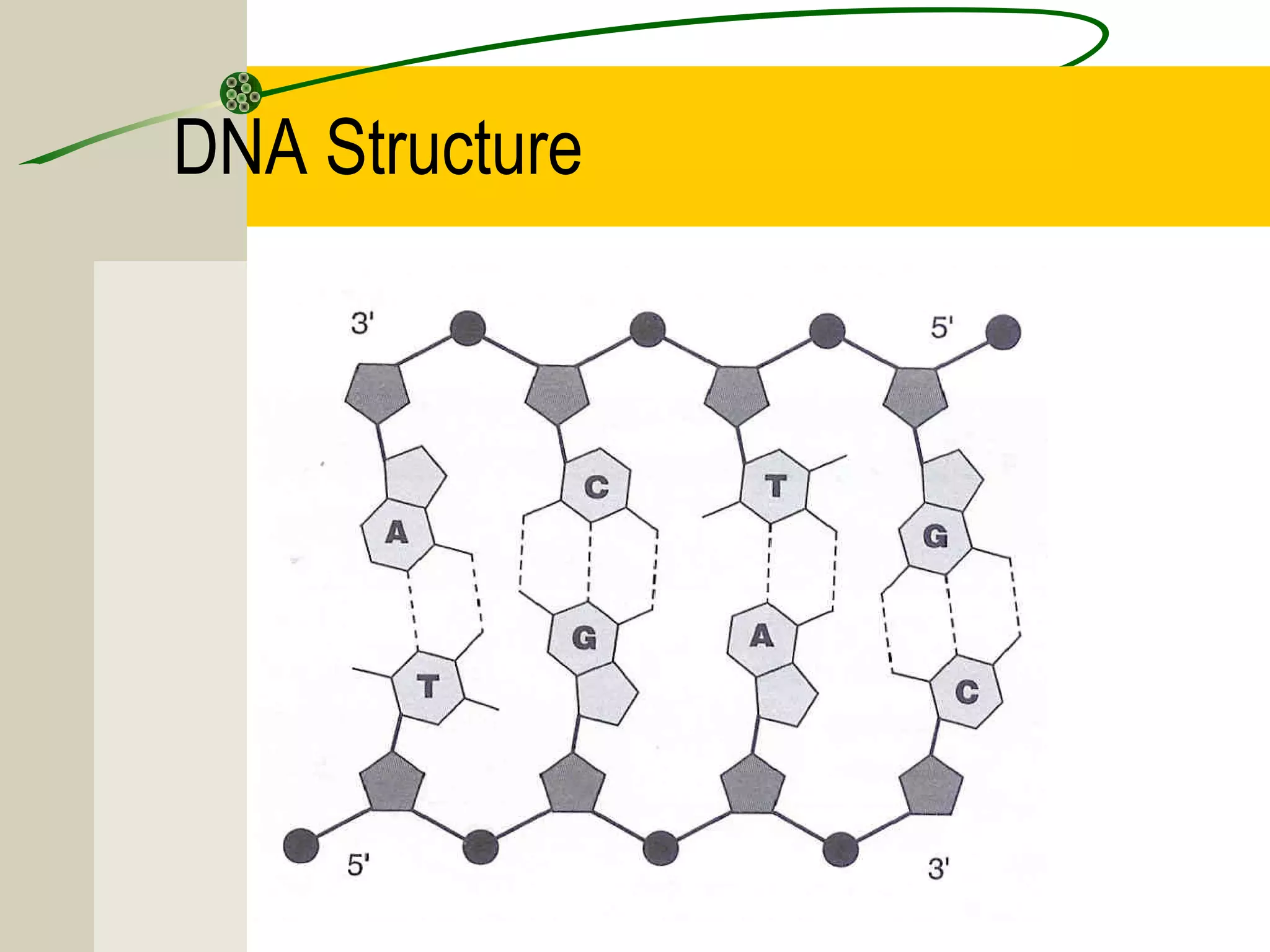 3.3 dna structure | PPT
