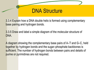 3.3 dna structure | PPT