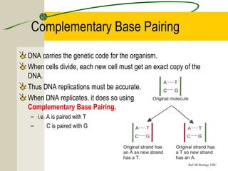 3.4 dna replication | PPT
