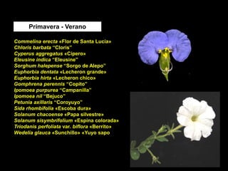 Identificación de malezas primavero estivales 2013. pptx | PDF