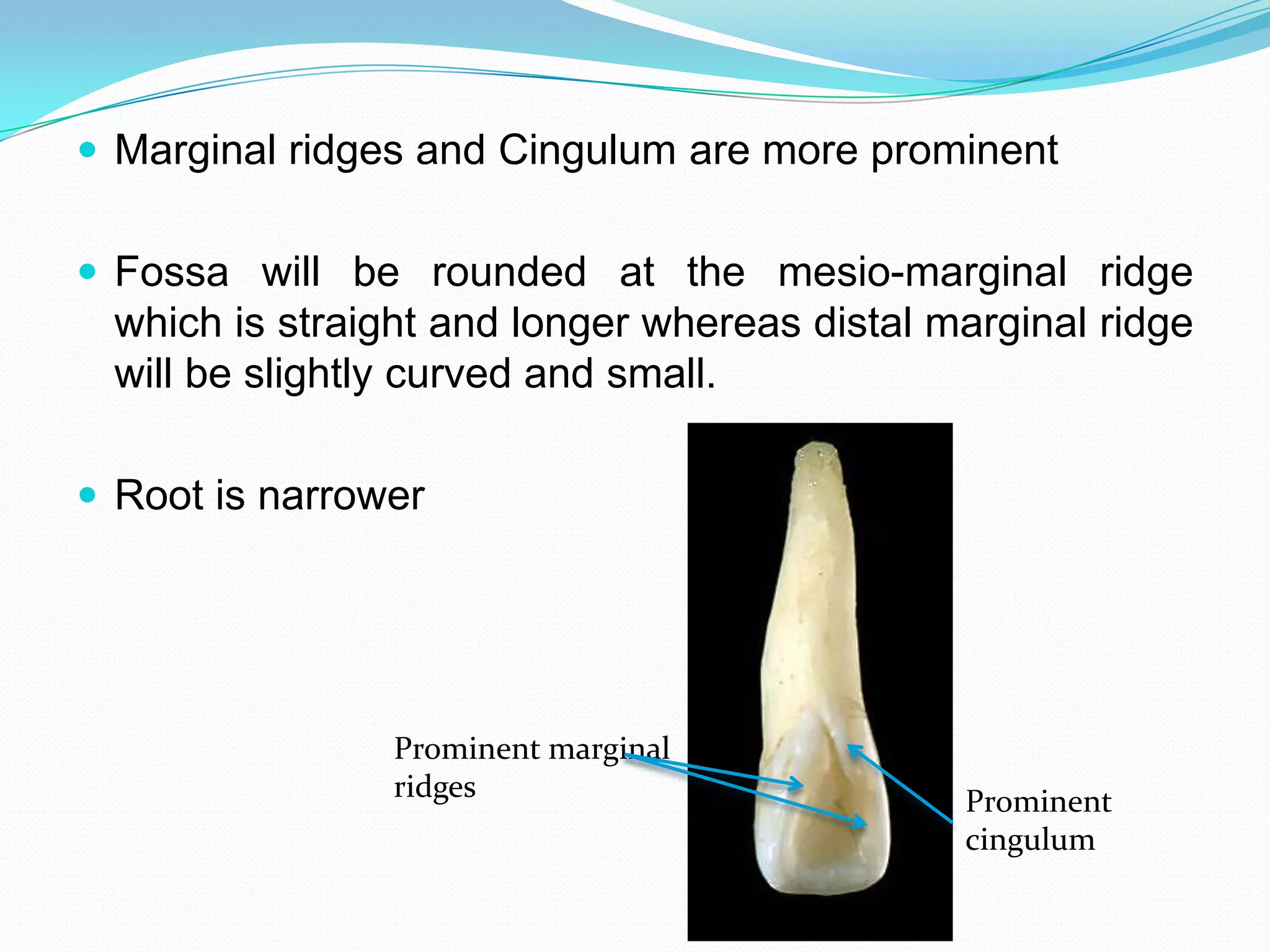 Permanant Maxillary Lateral Incisor | PPTX