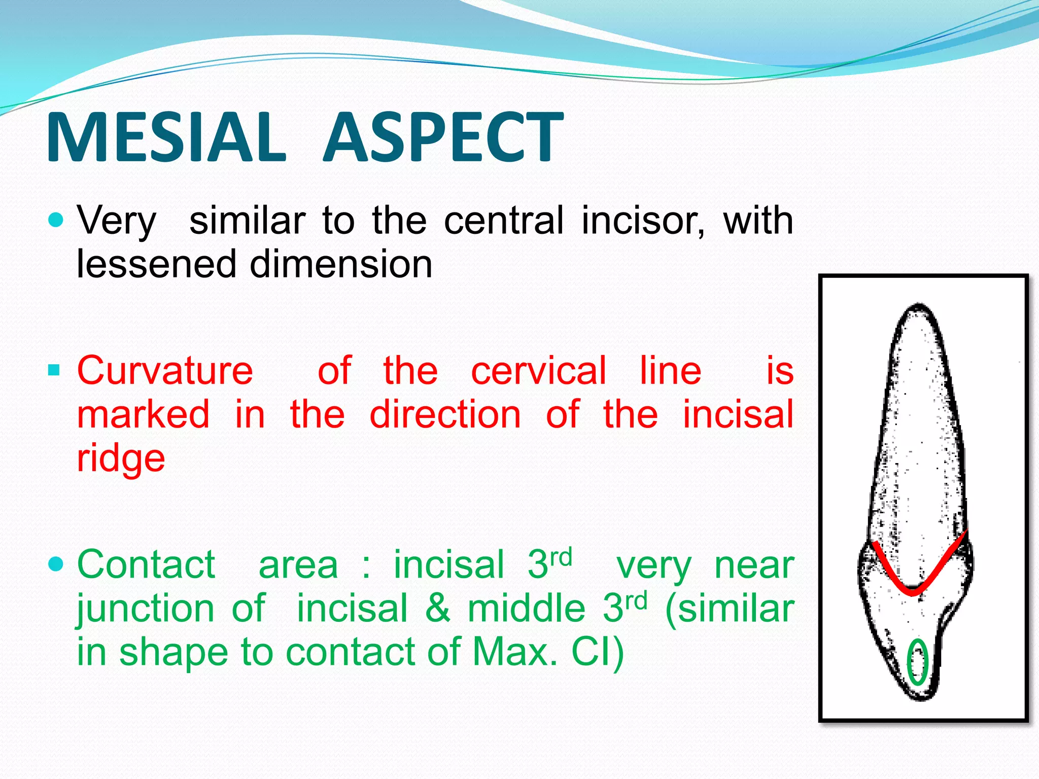 Permanant Maxillary Lateral Incisor | PPTX