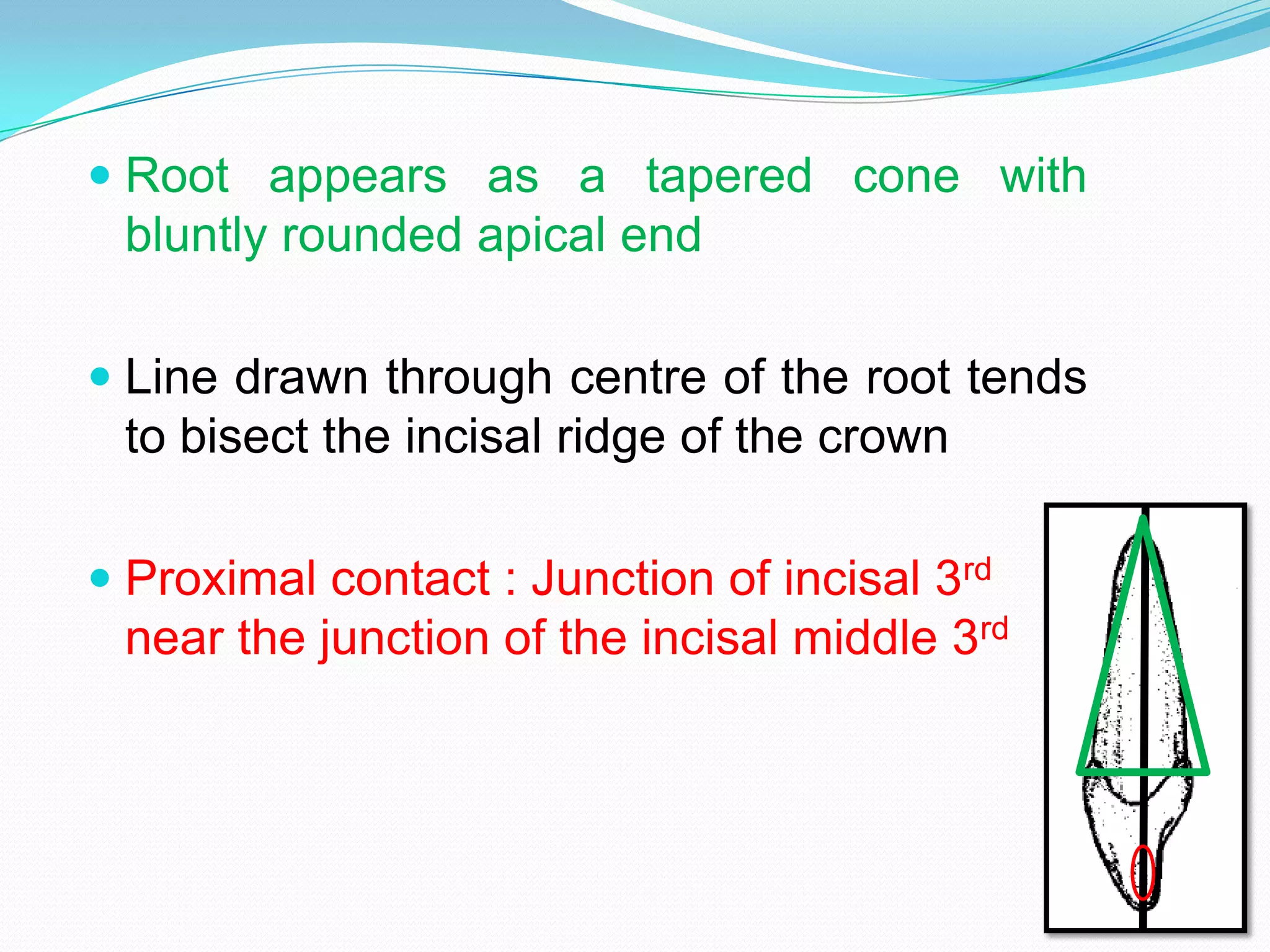 Permanant Maxillary Lateral Incisor | PPTX