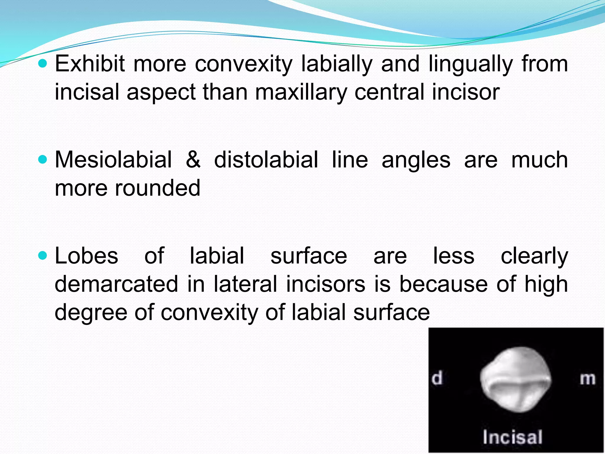 Permanant Maxillary Lateral Incisor | PPTX