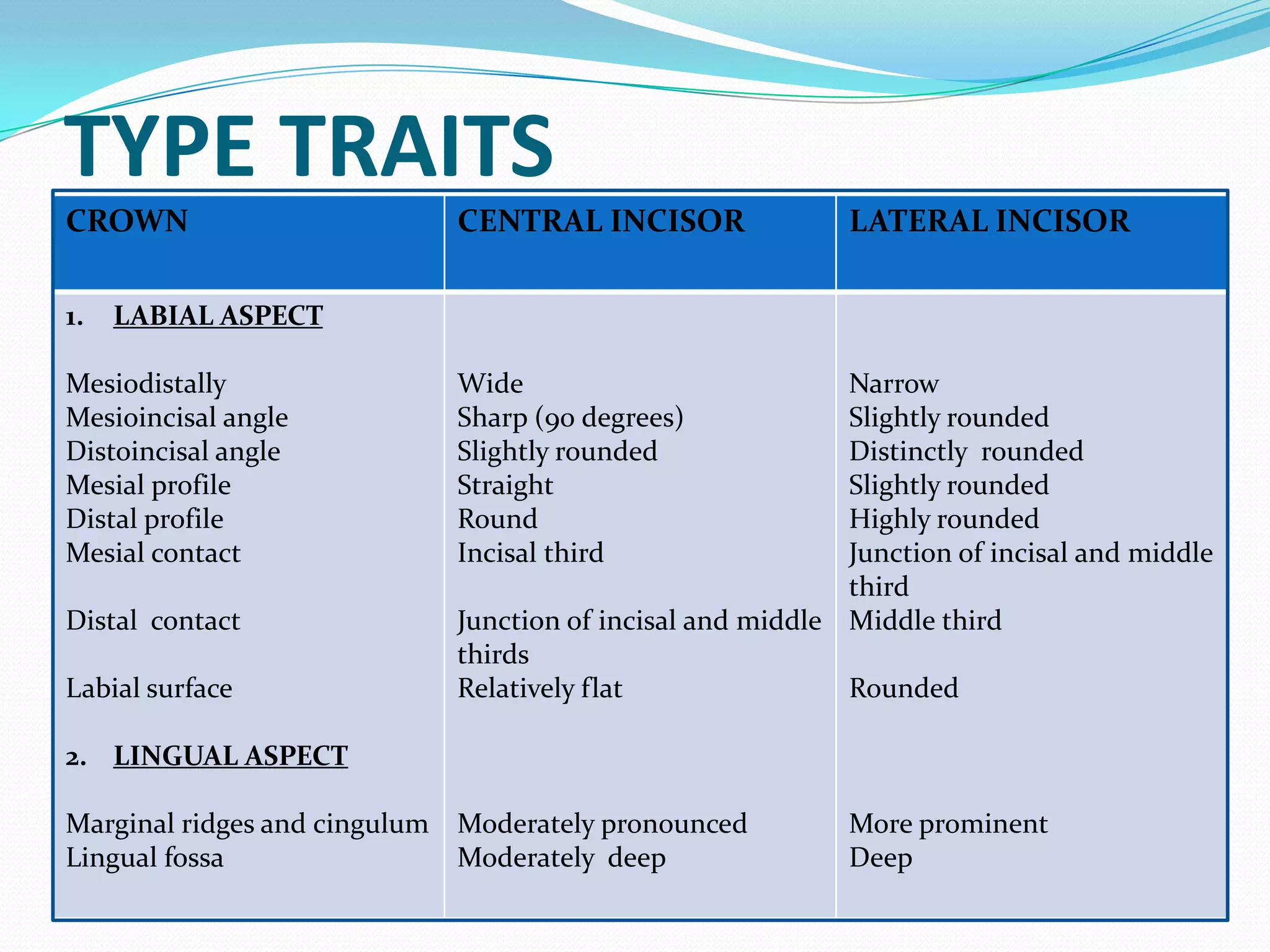 Permanant Maxillary Lateral Incisor | PPTX
