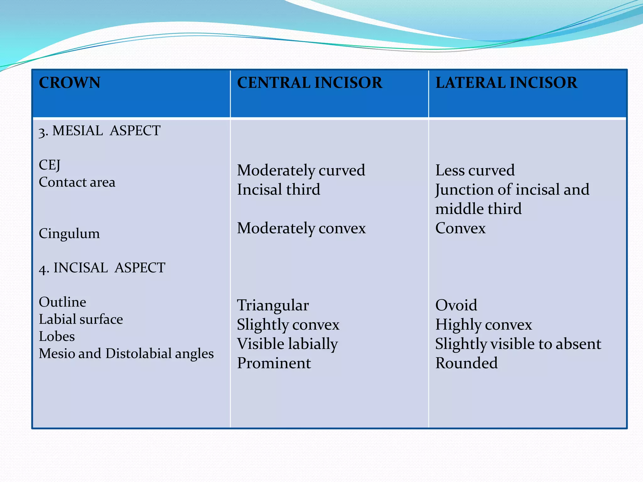 Permanant Maxillary Lateral Incisor | PPTX