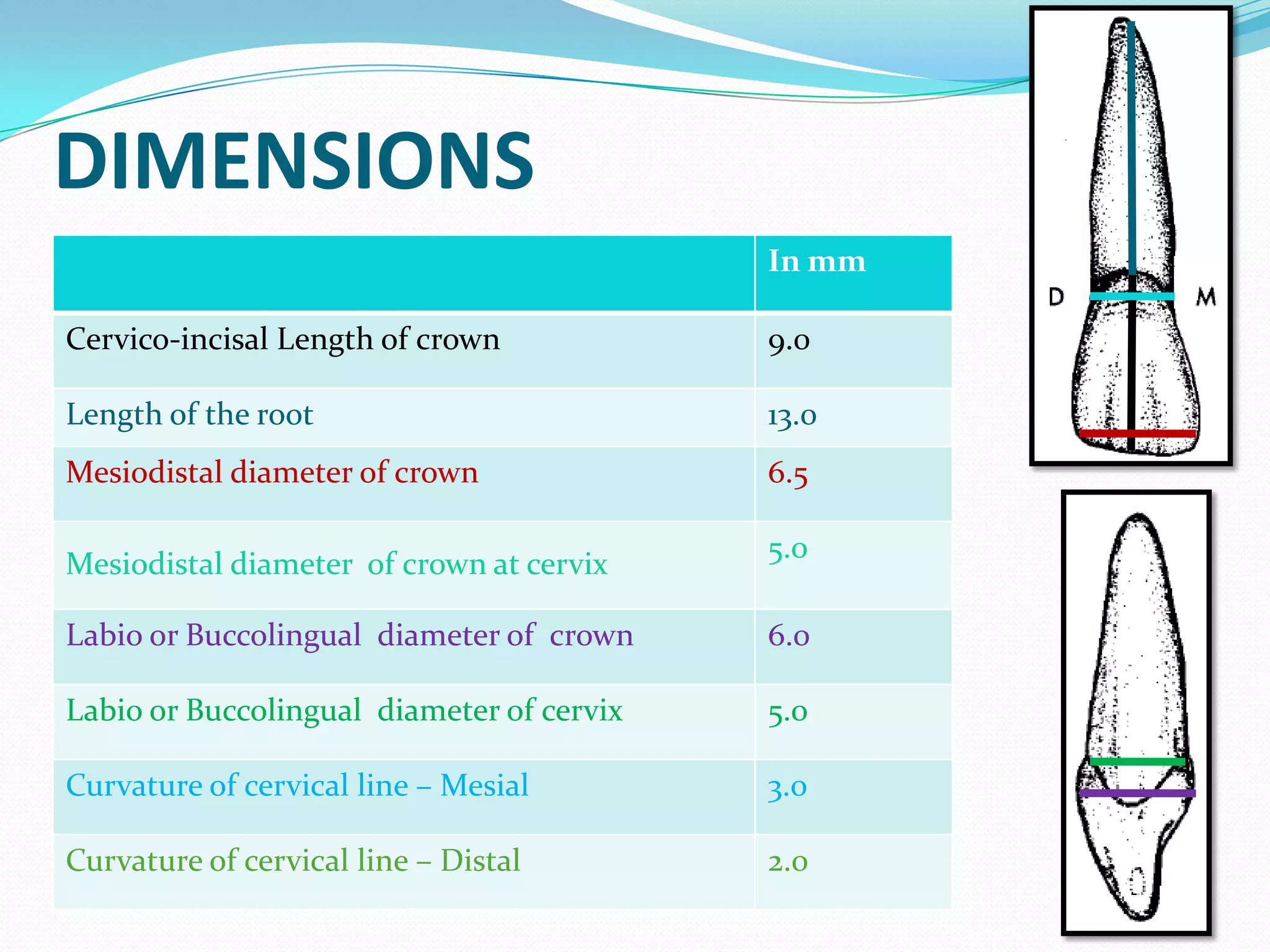 Permanant Maxillary Lateral Incisor | PPTX