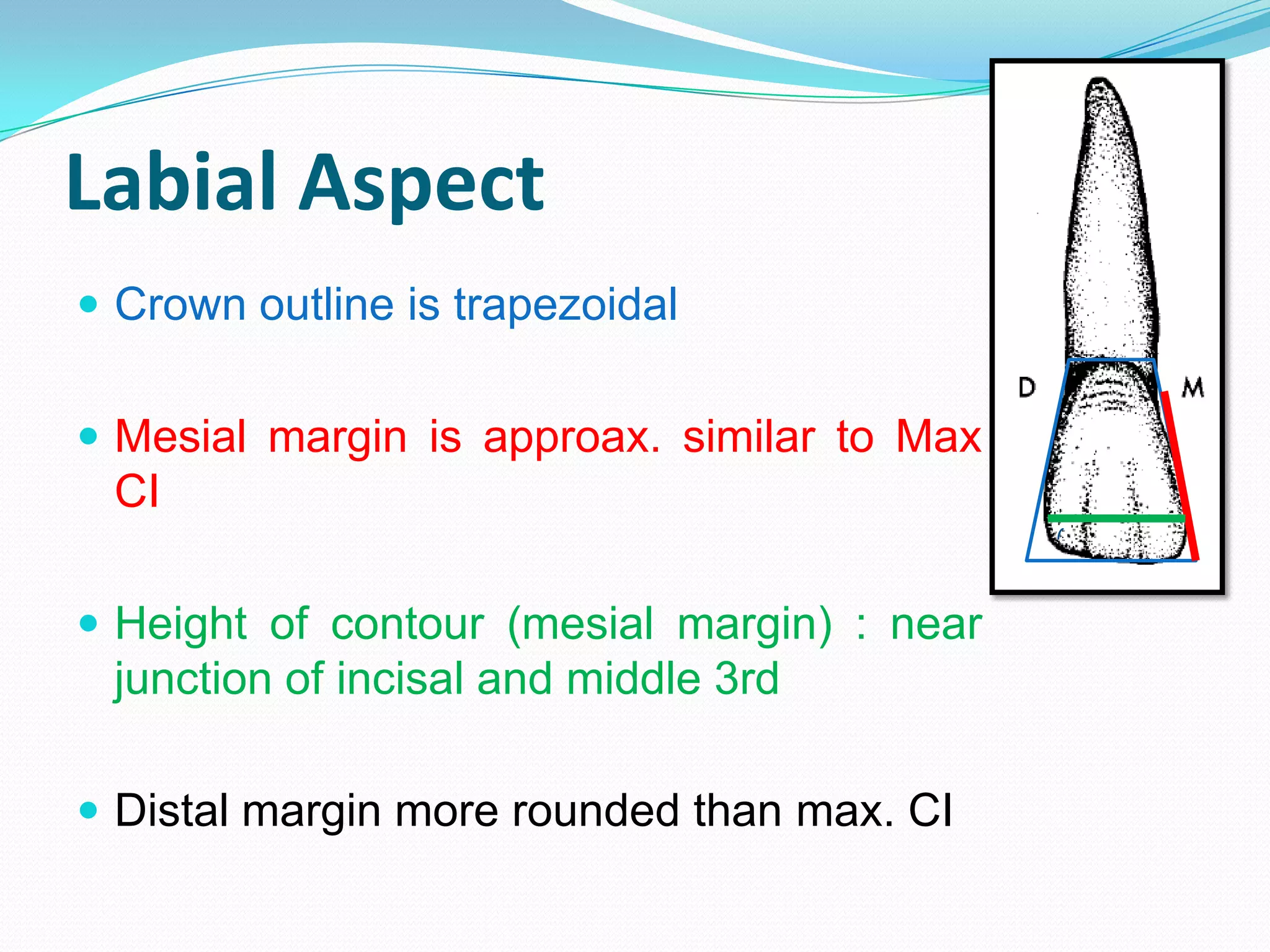 Permanant Maxillary Lateral Incisor | PPTX
