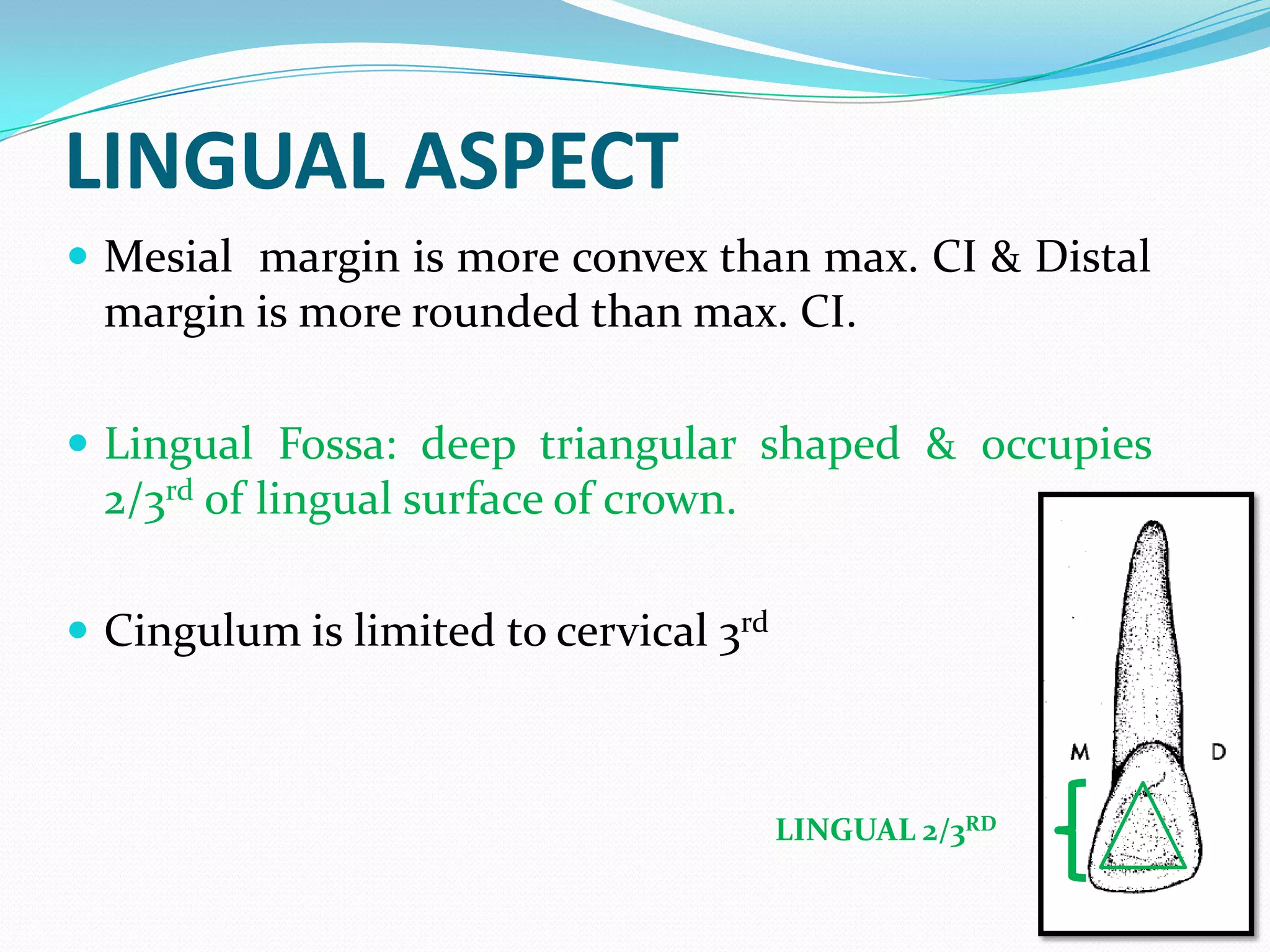 Permanant Maxillary Lateral Incisor | PPTX