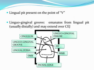 Permanant Maxillary Lateral Incisor | PPTX