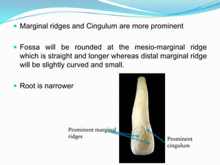 Permanant Maxillary Lateral Incisor | PPTX