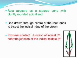 Permanant Maxillary Lateral Incisor | PPTX