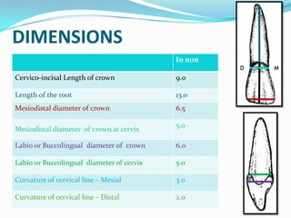Permanant Maxillary Lateral Incisor | PPTX
