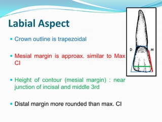 Permanant Maxillary Lateral Incisor | PPTX