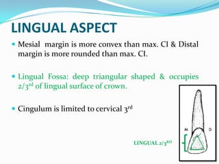 Permanant Maxillary Lateral Incisor | PPTX