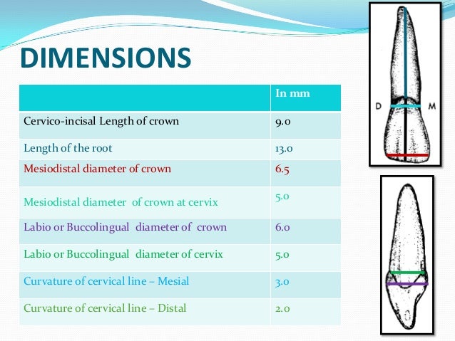 Permanant Maxillary Lateral Incisor