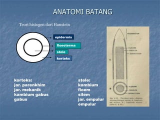 3.anatomi tumbuhan batang | PPTX