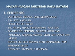 3.anatomi tumbuhan batang | PPTX