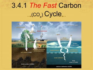 3.4 the soil system.ppt